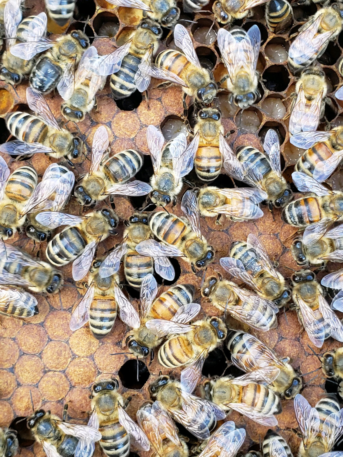 Honeybees for Sale – Sandy Bee Mine