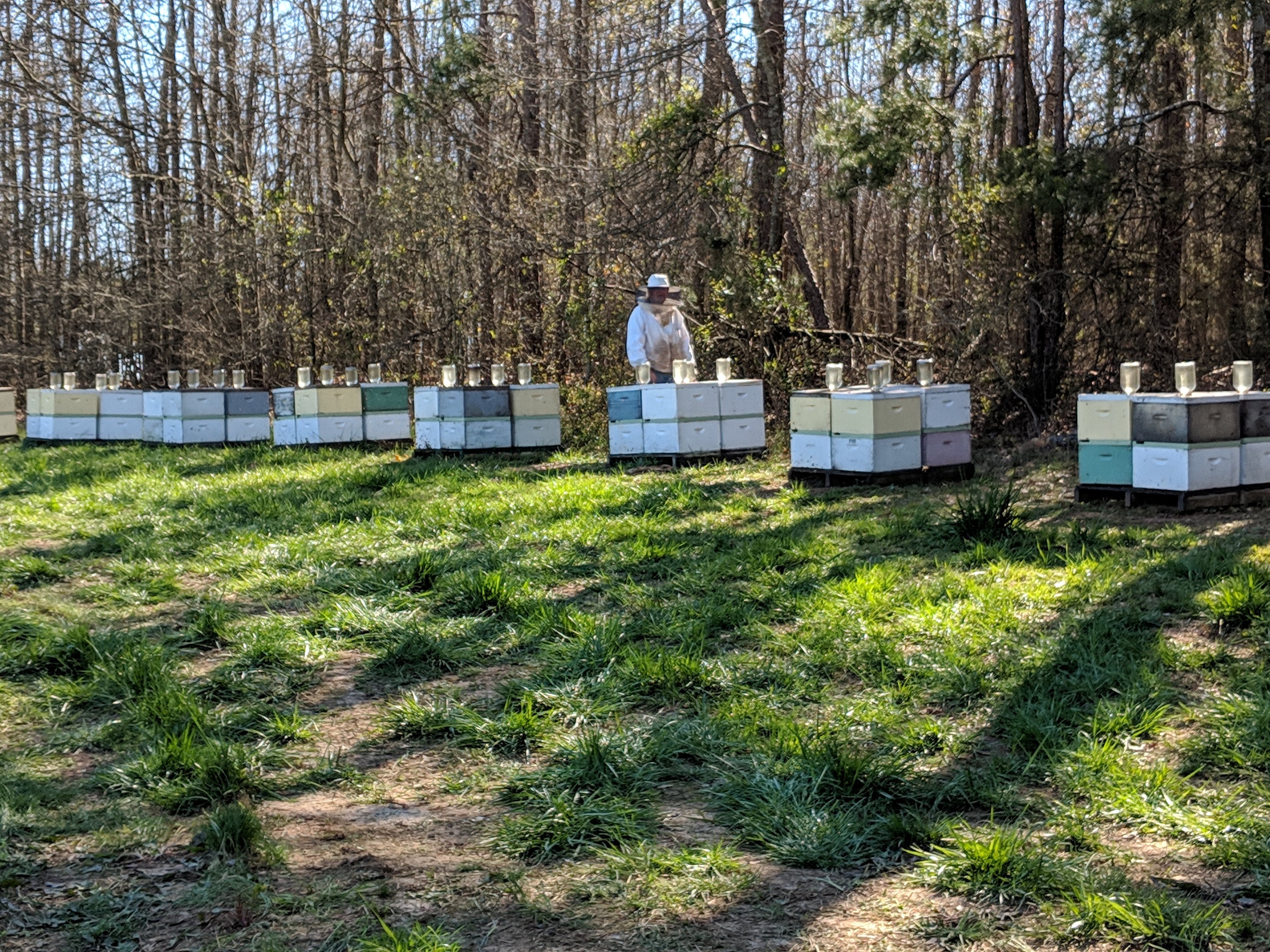 Sandy Bee Mine Honey Company | Raw Honey, Pure and Natural